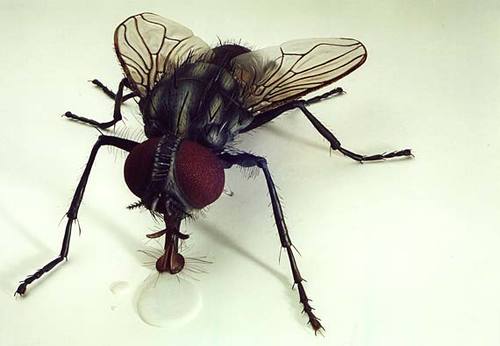 The Fable of The Fly - FLORIAN MUECK